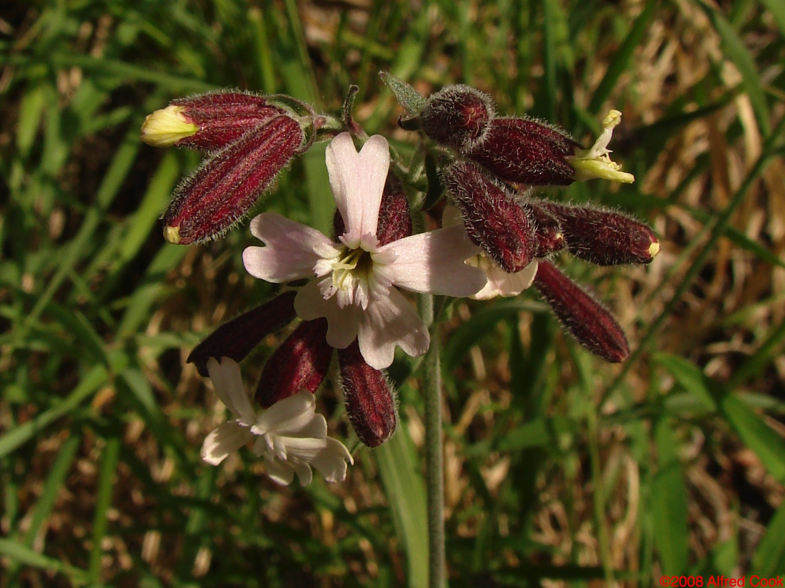 Silene repens - KnowYourWeeds