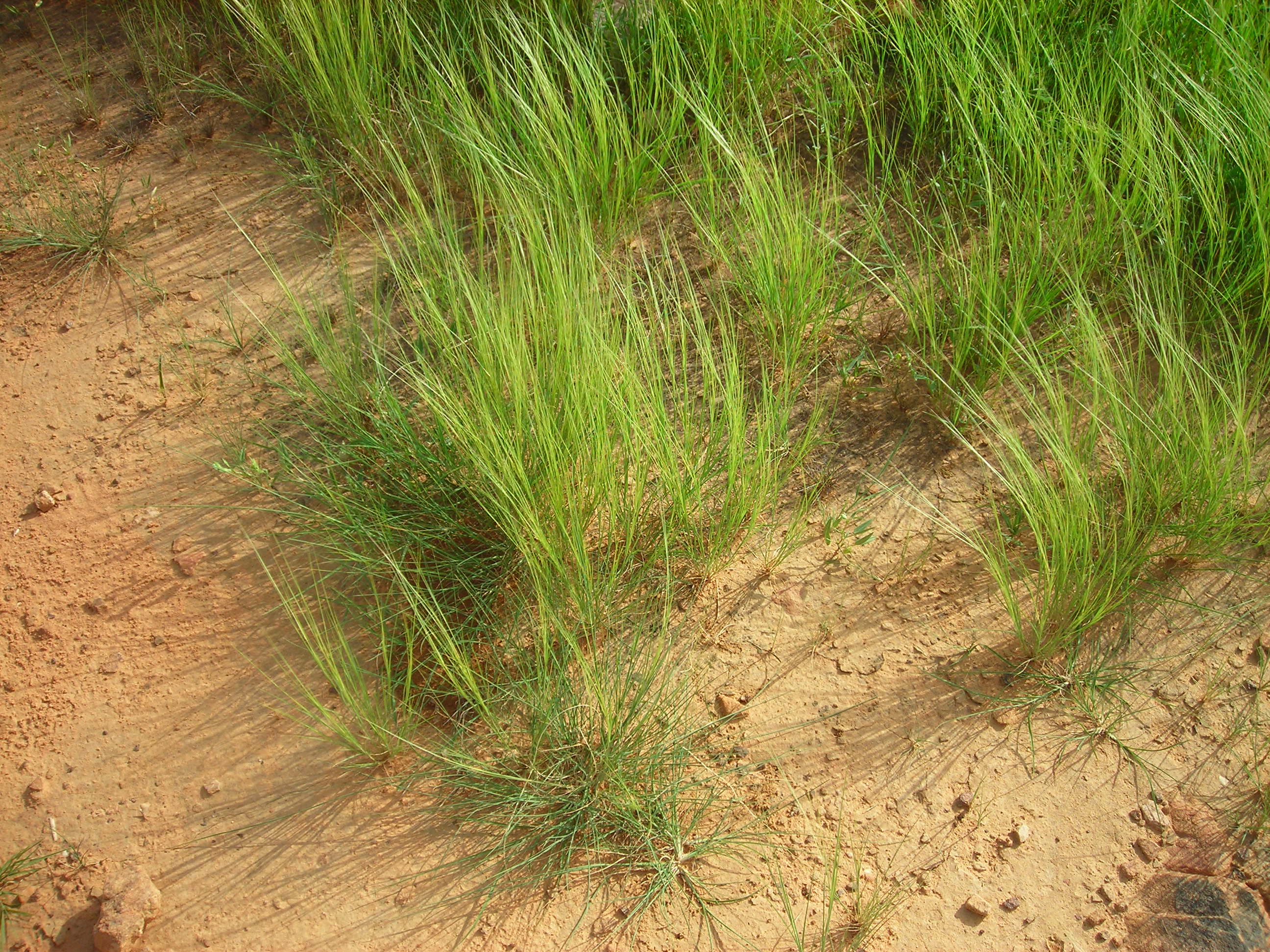 Aristida funiculata - KnowYourWeeds