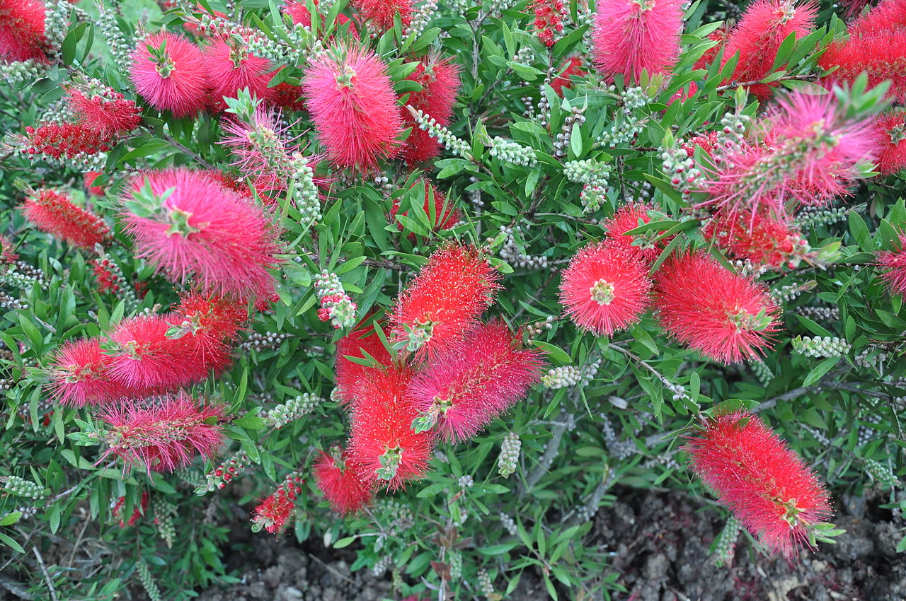Melaleuca rugulosa - KnowYourWeeds