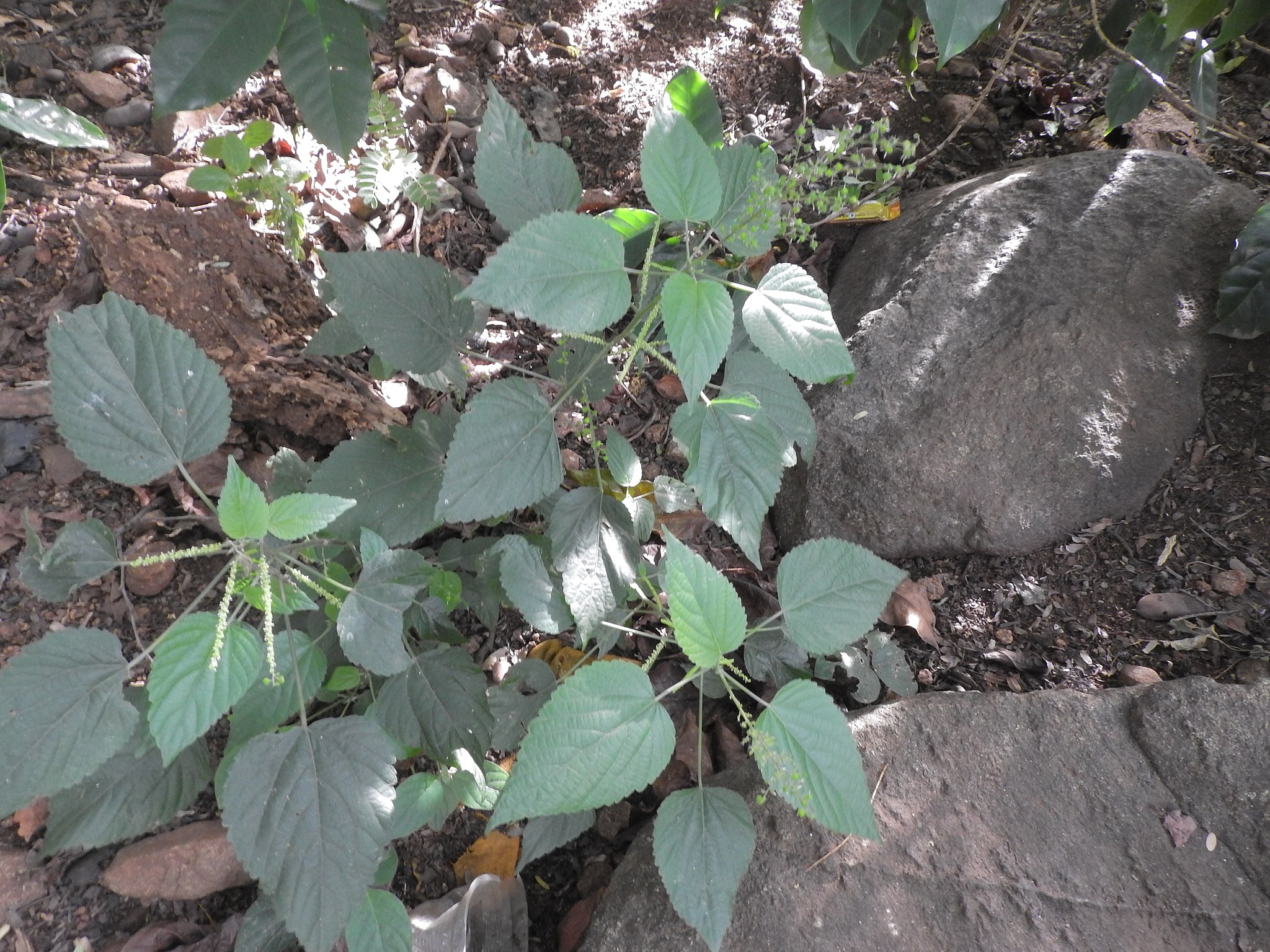 Acalypha paniculata - KnowYourWeeds