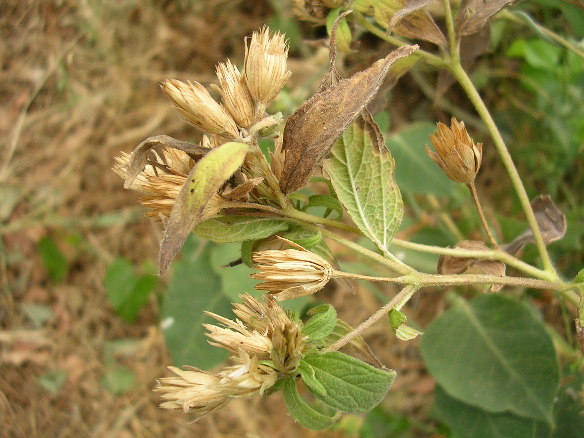 Blainvillea gayana - KnowYourWeeds