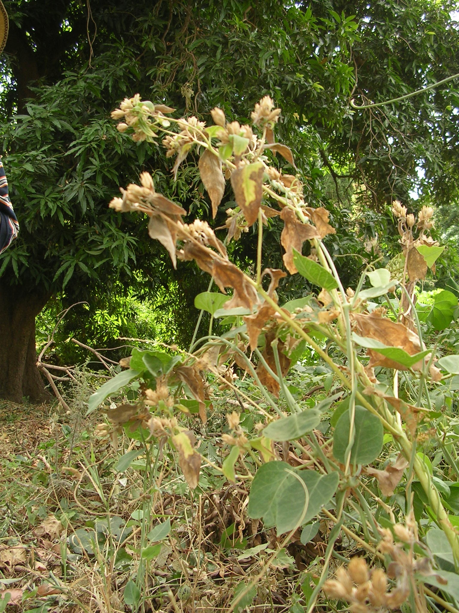 Blainvillea gayana - KnowYourWeeds