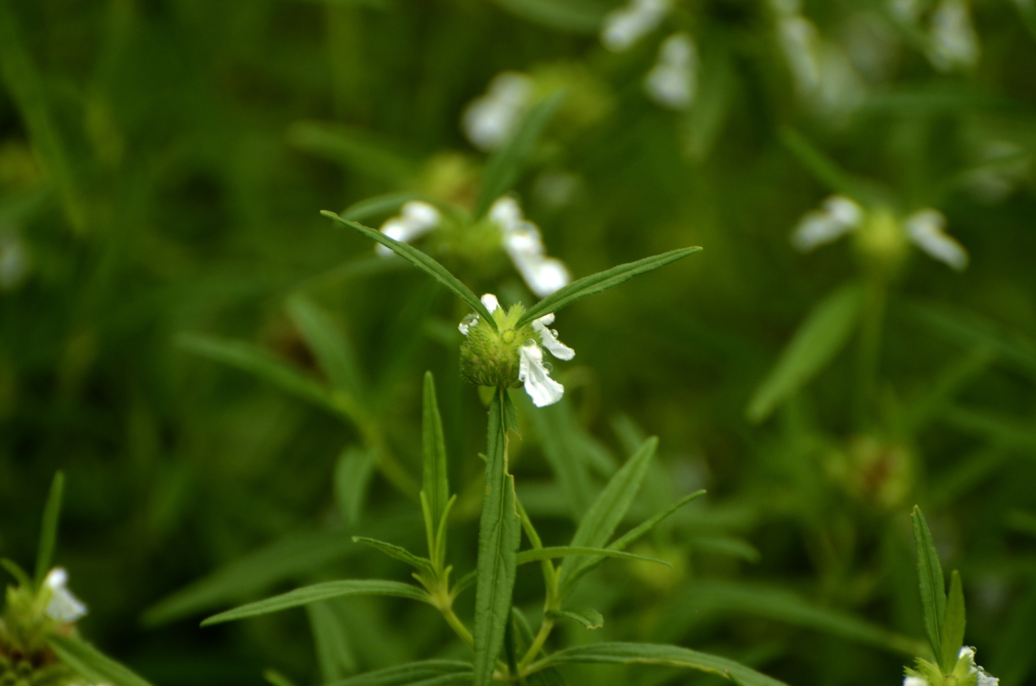 Leucas zeylanica - KnowYourWeeds