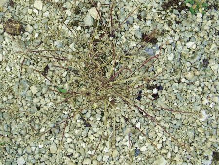 Festuca maritima - KnowYourWeeds