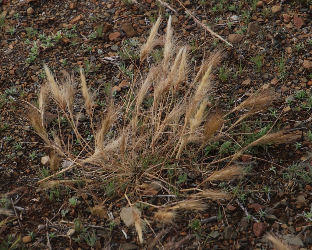 Aristida congesta - KnowYourWeeds