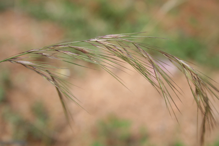 Aristida setacea - KnowYourWeeds