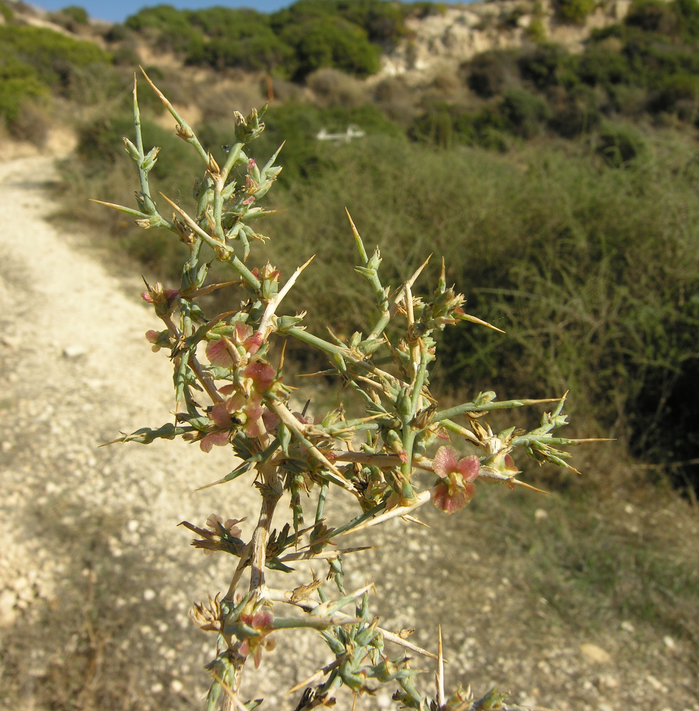 Noaea mucronata - KnowYourWeeds