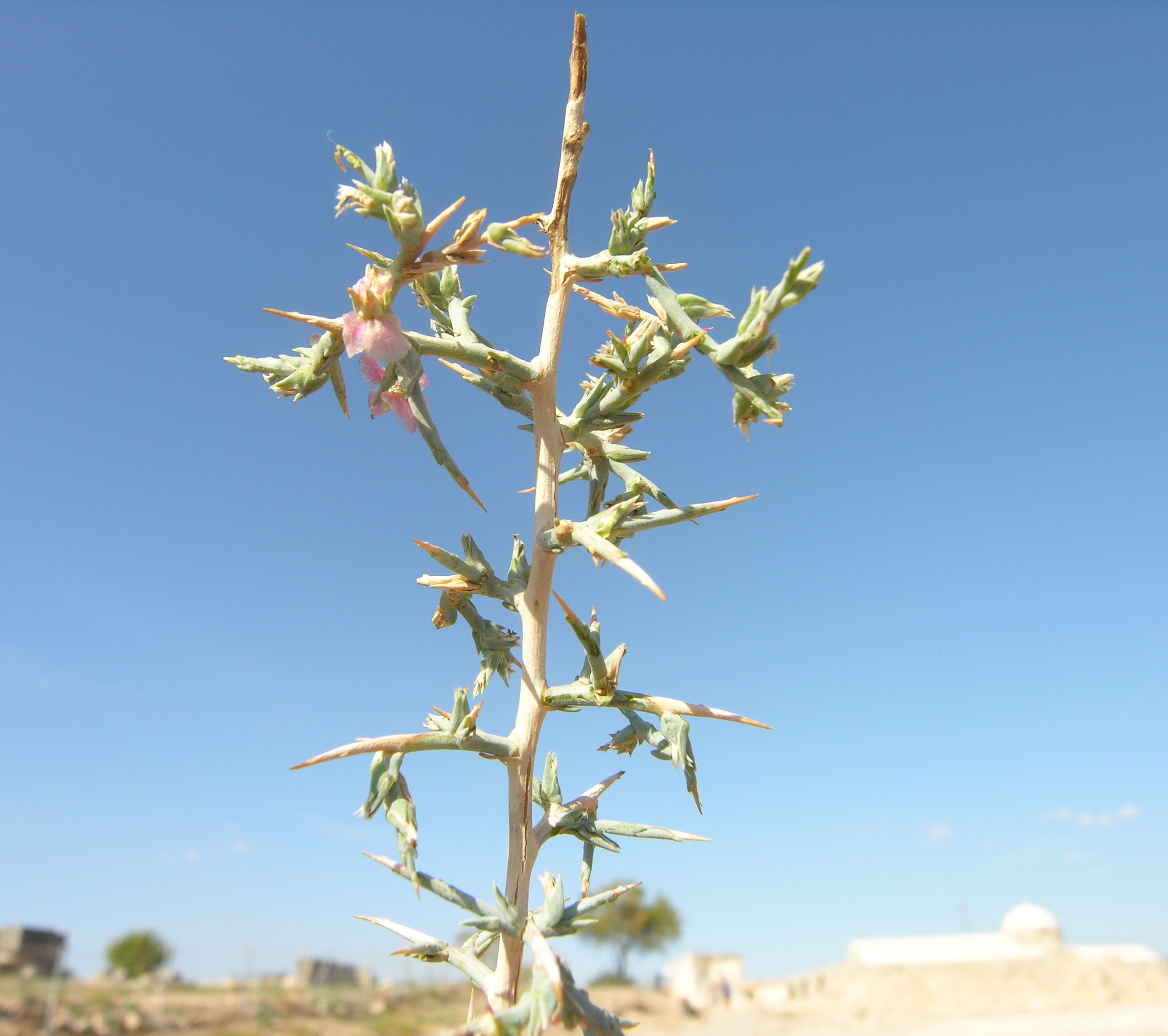 Noaea mucronata - KnowYourWeeds