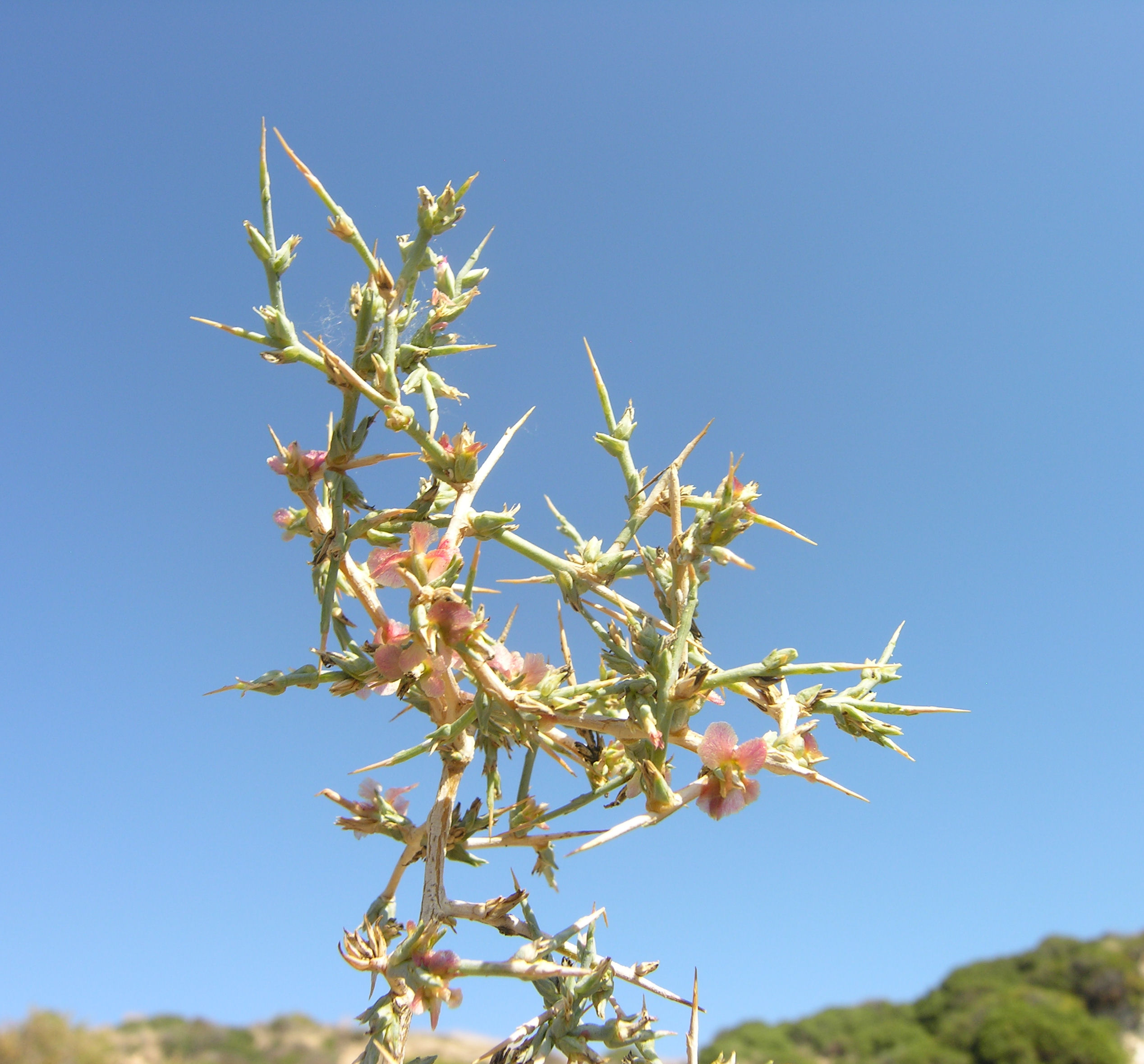 Noaea mucronata - KnowYourWeeds