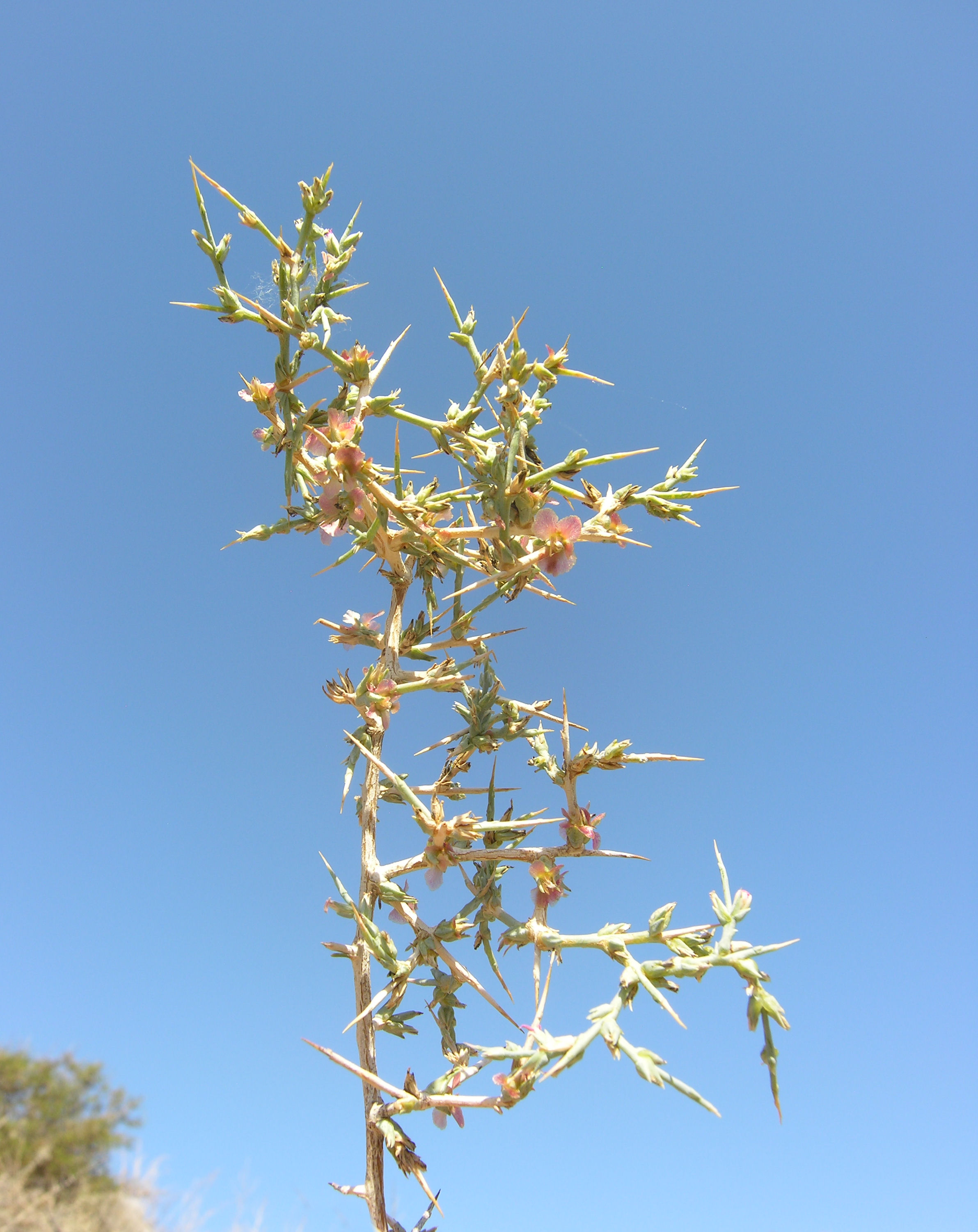 Noaea mucronata - KnowYourWeeds