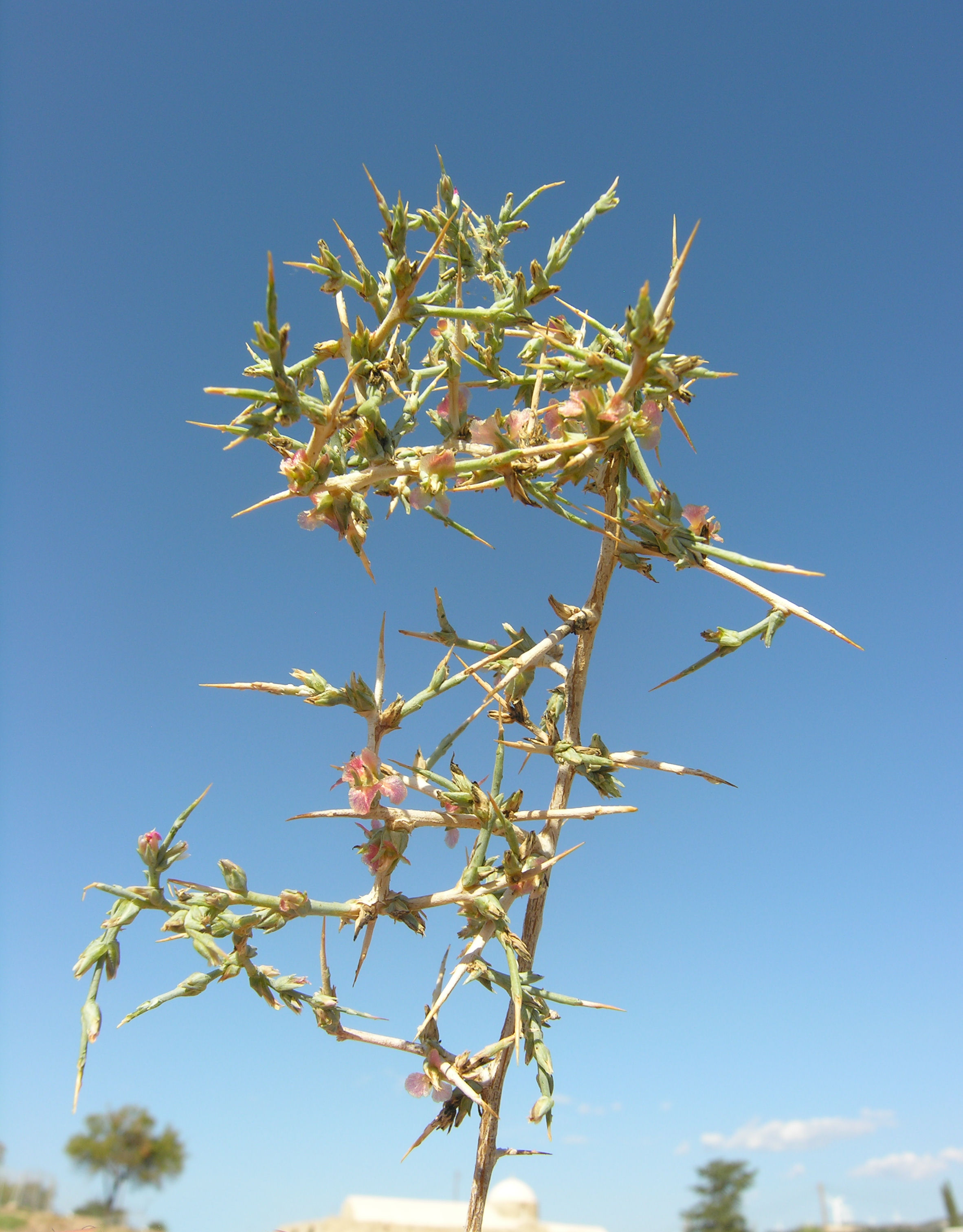 Noaea mucronata - KnowYourWeeds