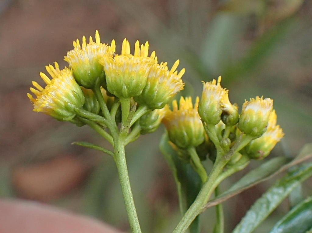 Psiadia punctulata - KnowYourWeeds