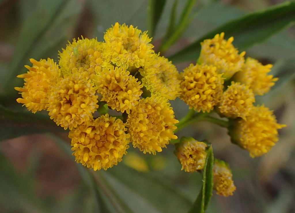 Psiadia punctulata - KnowYourWeeds