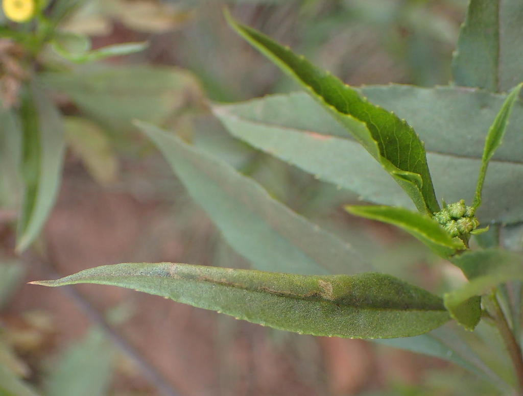 Psiadia punctulata - KnowYourWeeds