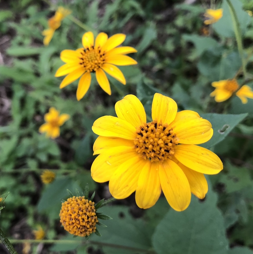 Viguiera dentata - KnowYourWeeds