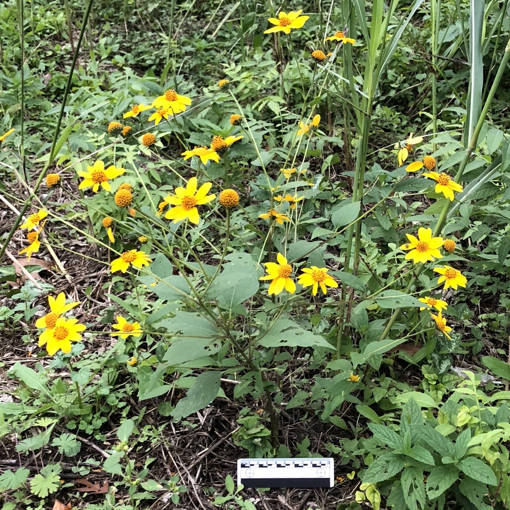 Viguiera dentata - KnowYourWeeds