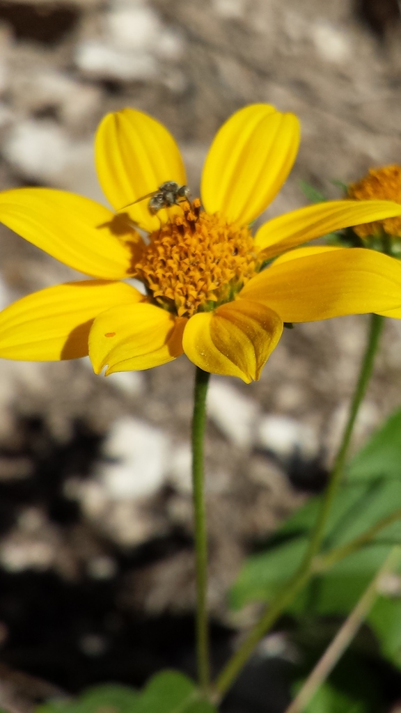 Viguiera dentata - KnowYourWeeds