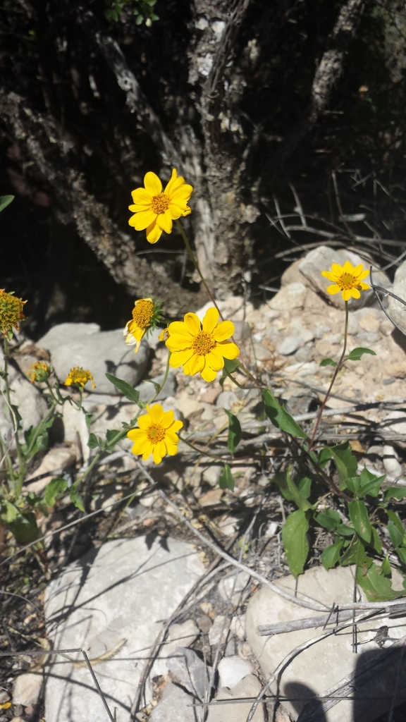 Viguiera dentata - KnowYourWeeds