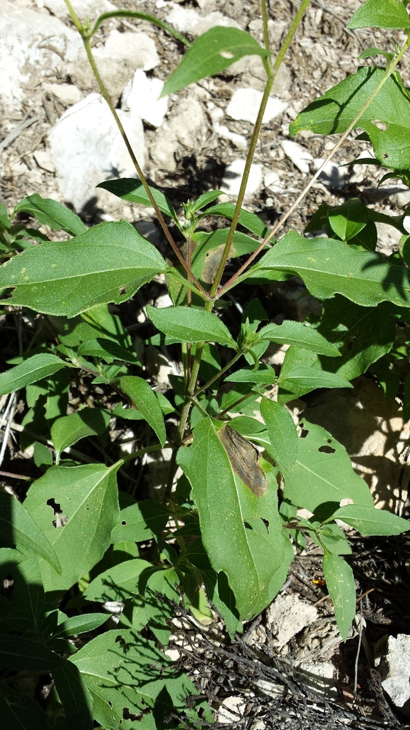 Viguiera dentata - KnowYourWeeds