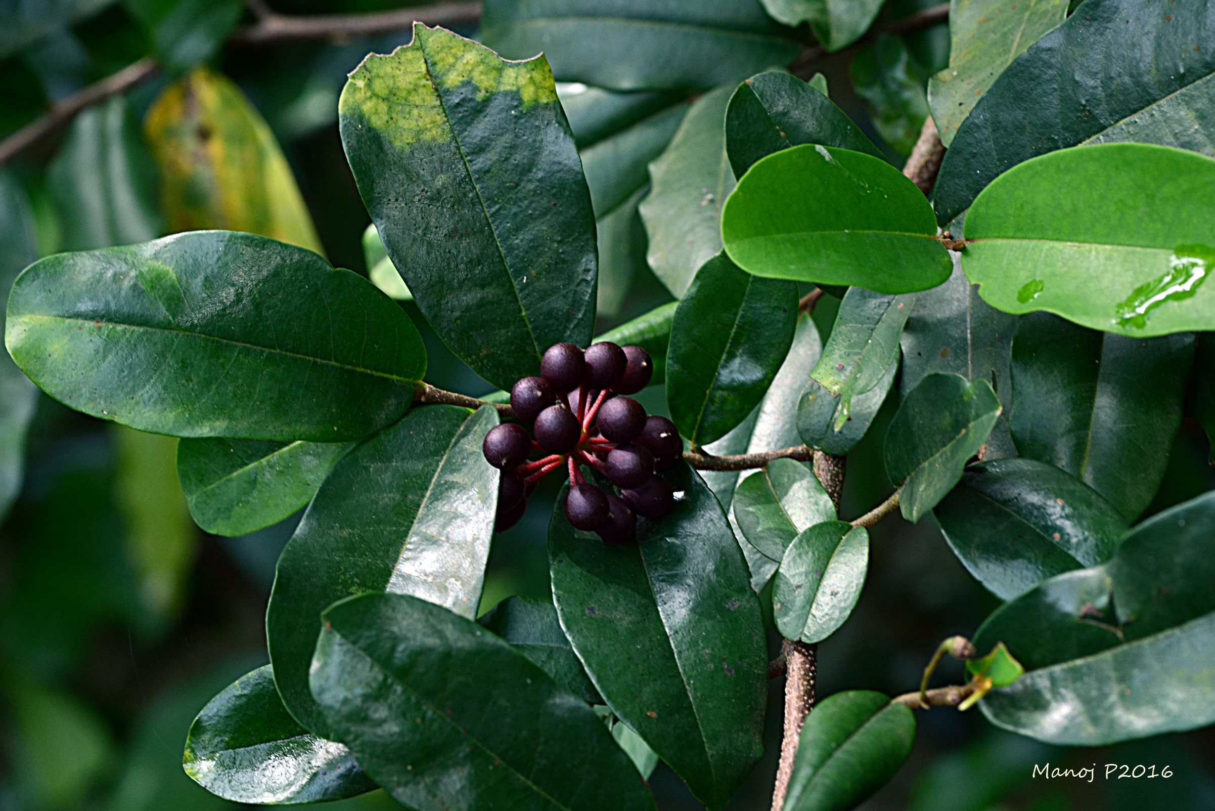 Polyalthia suberosa - KnowYourWeeds