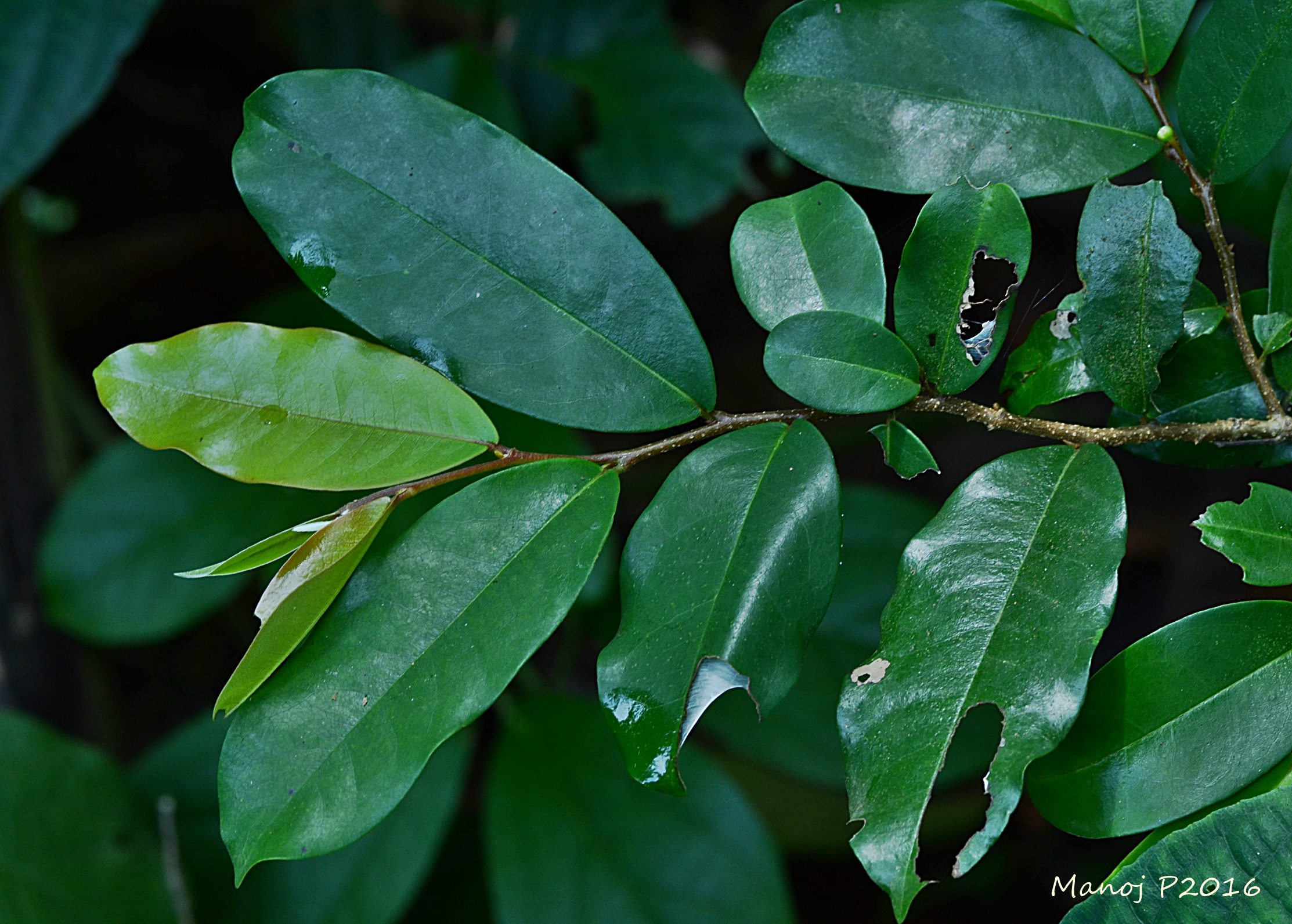 Polyalthia suberosa - KnowYourWeeds