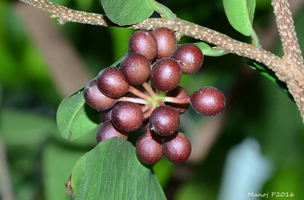 Polyalthia suberosa - KnowYourWeeds