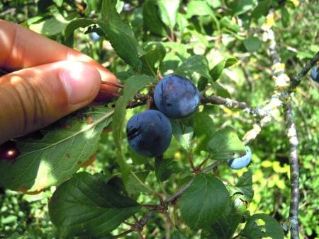 Prunus × fruticans - KnowYourWeeds