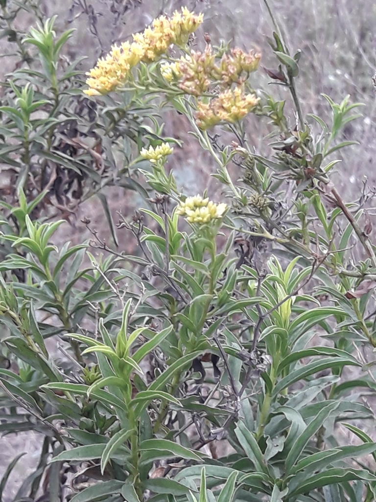 Gymnosperma glutinosum - KnowYourWeeds