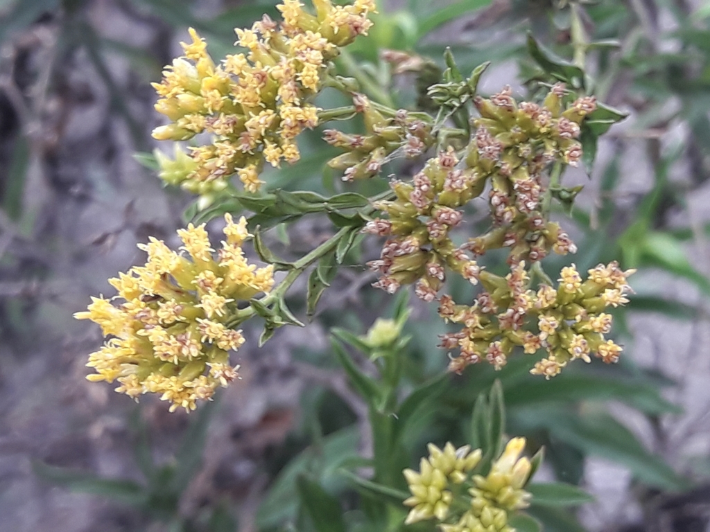 Gymnosperma glutinosum - KnowYourWeeds