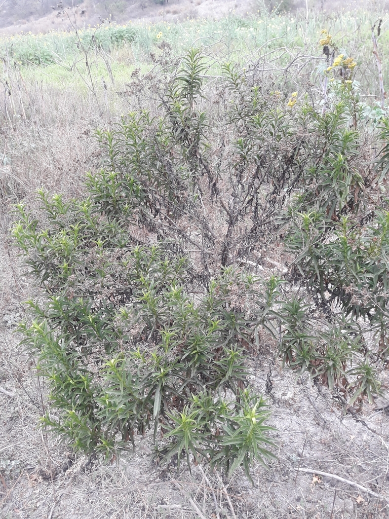 Gymnosperma glutinosum - KnowYourWeeds