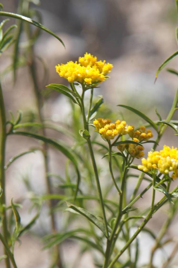 Gymnosperma glutinosum - KnowYourWeeds