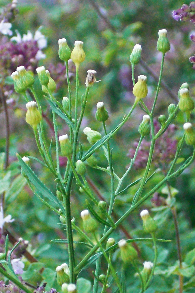 Erigeron canadensis - KnowYourWeeds