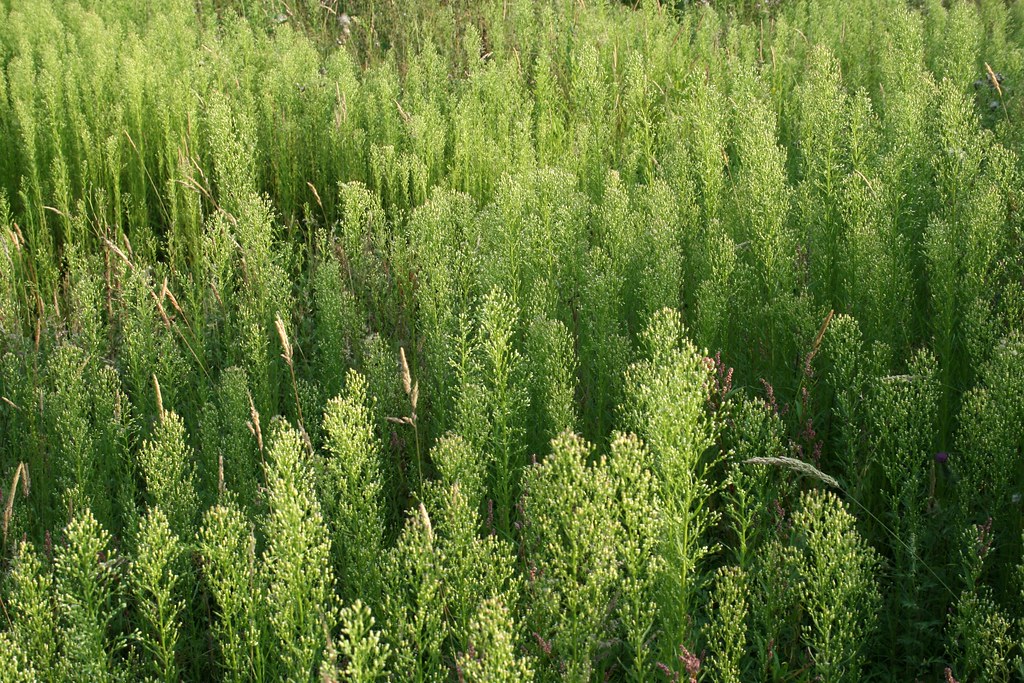 Erigeron canadensis - KnowYourWeeds