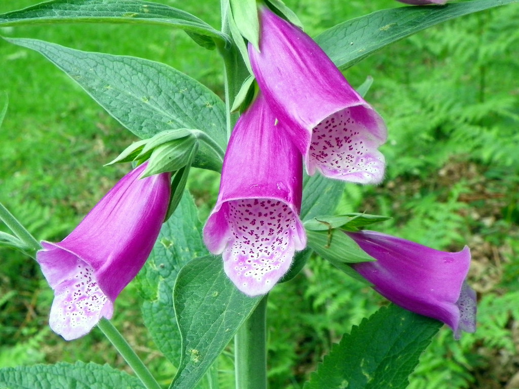 Digitalis purpurea - KnowYourWeeds
