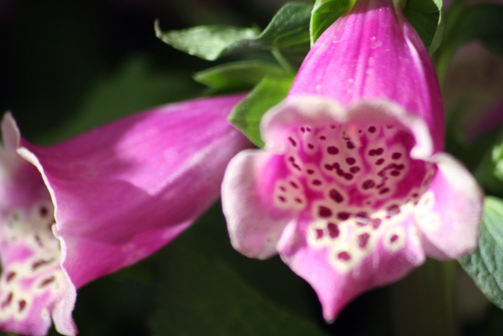 Digitalis purpurea - KnowYourWeeds