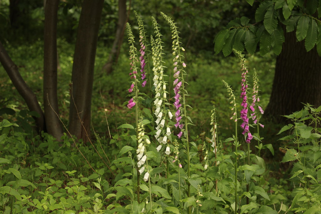 Digitalis purpurea - KnowYourWeeds