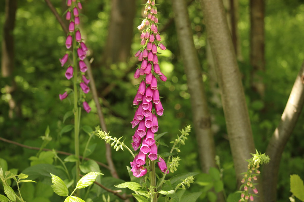 Digitalis purpurea - KnowYourWeeds