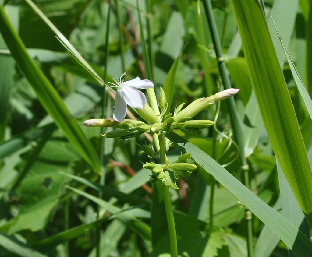 Saponaria officinalis - KnowYourWeeds