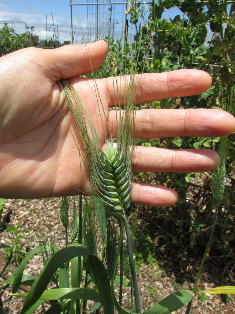 Triticum aestivum subsp. compactum - KnowYourWeeds