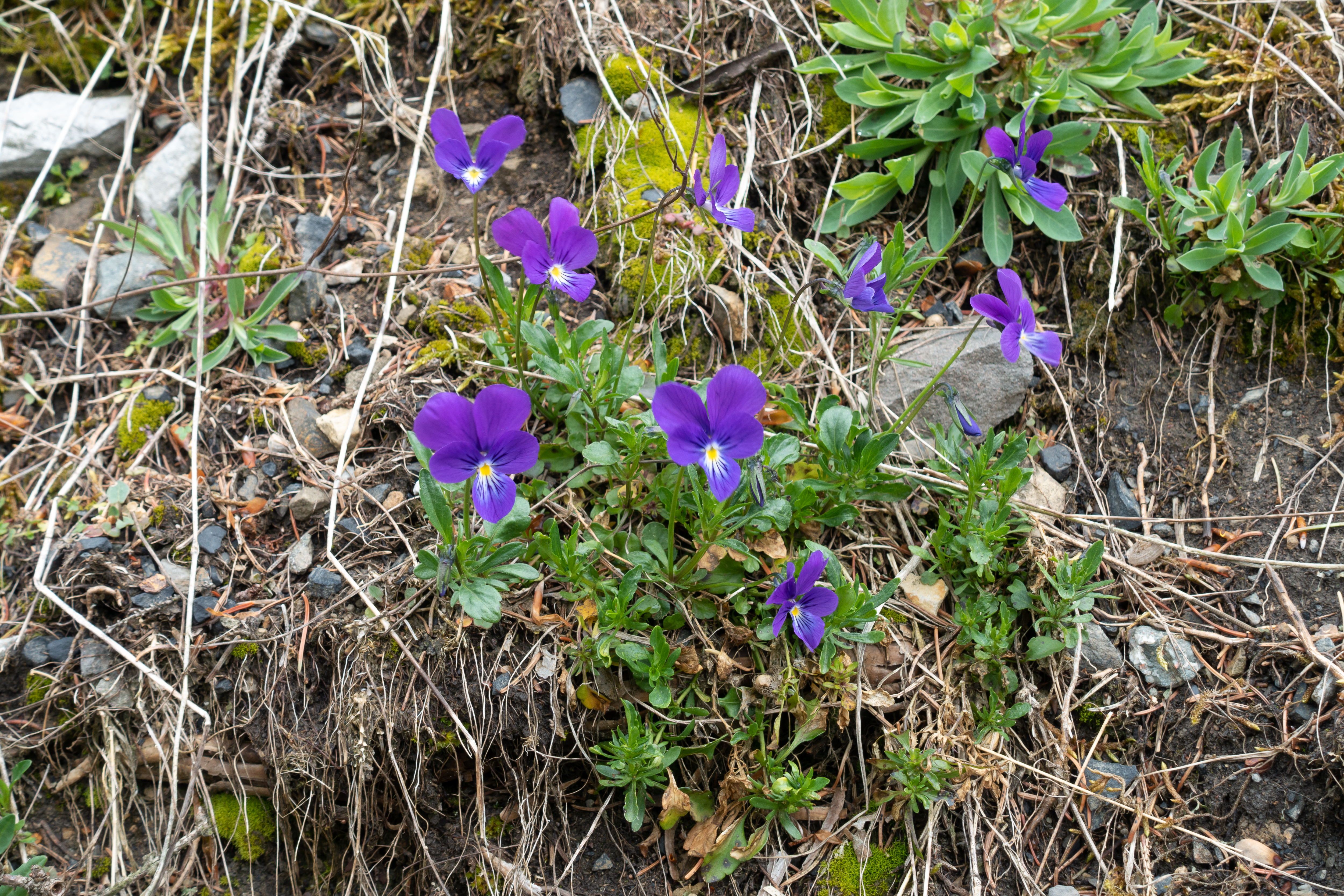 viola lutea