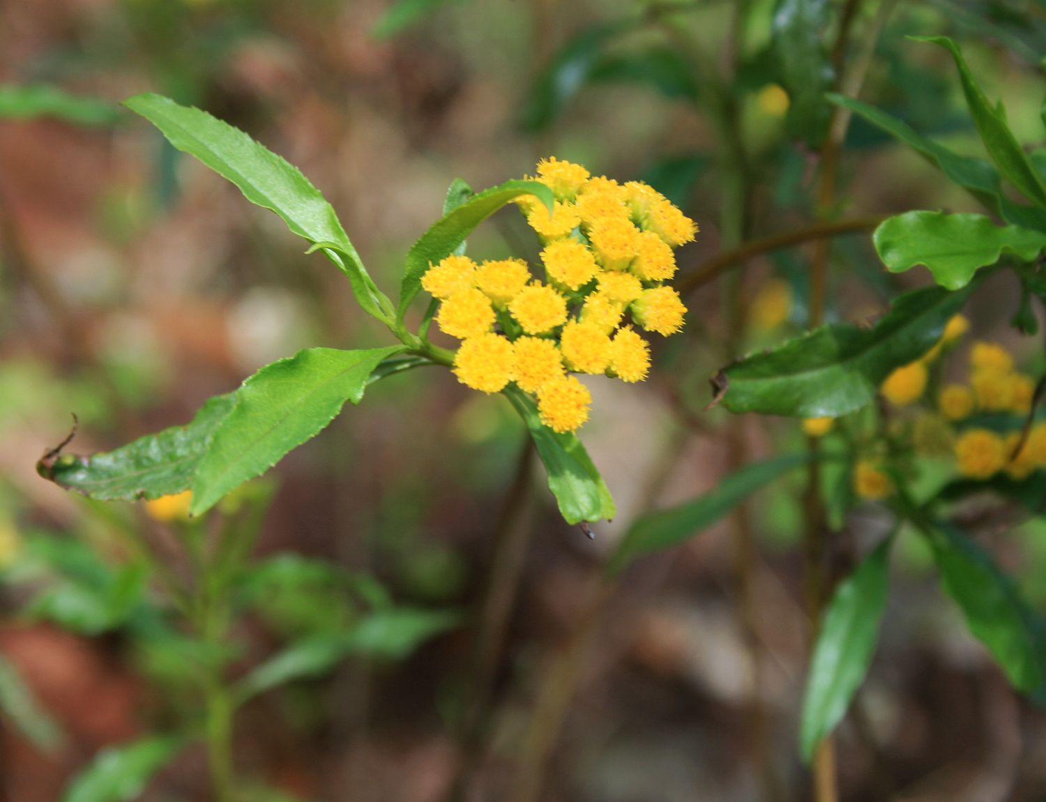 Psiadia punctulata - KnowYourWeeds