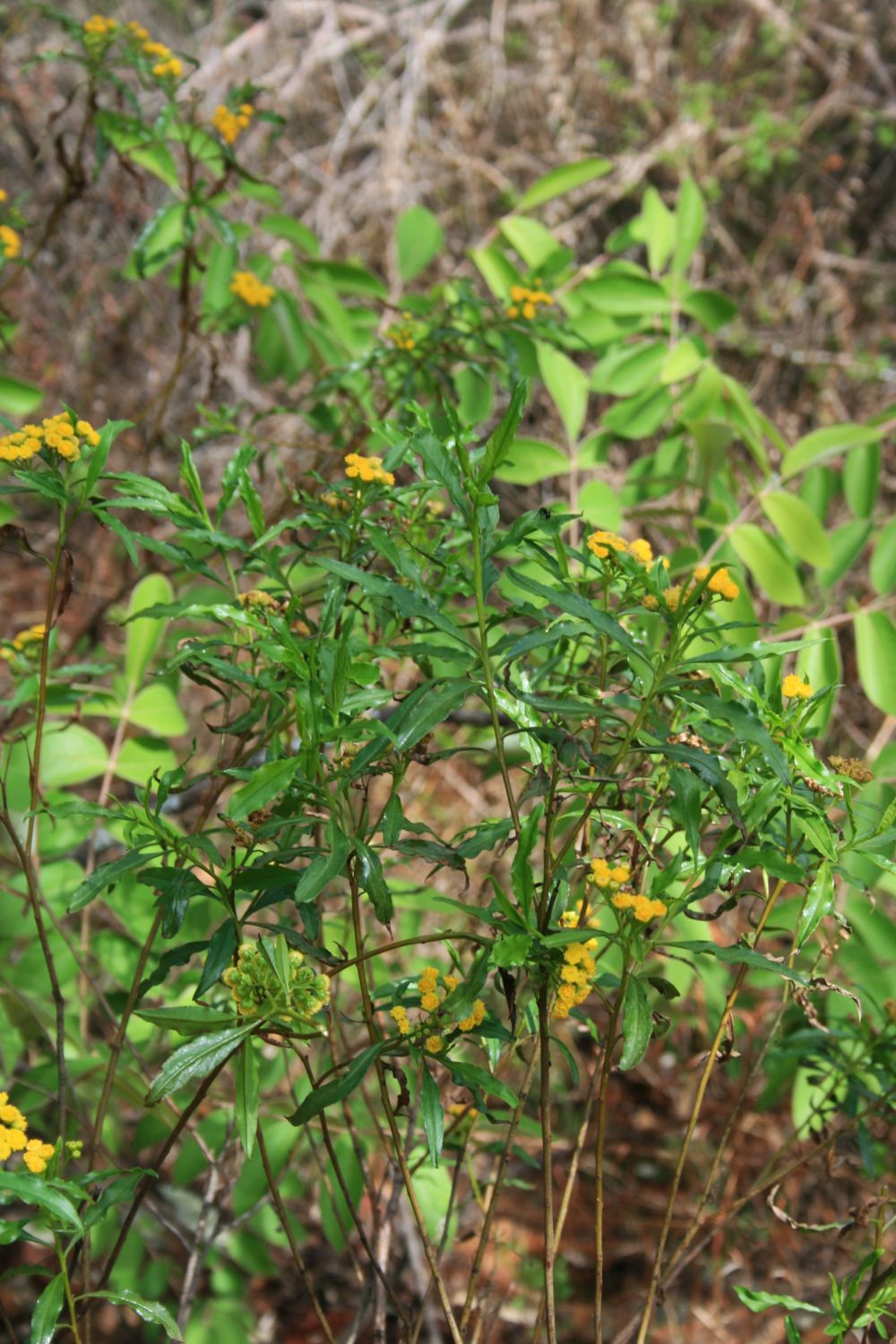 Psiadia punctulata - KnowYourWeeds