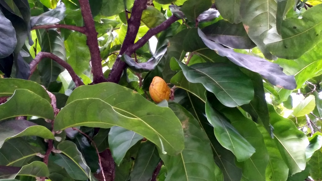 Inocarpus fagifer - KnowYourWeeds