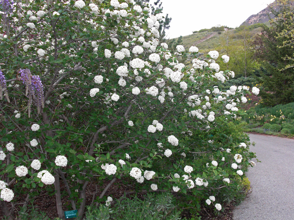 Viburnum carlesii - KnowYourWeeds