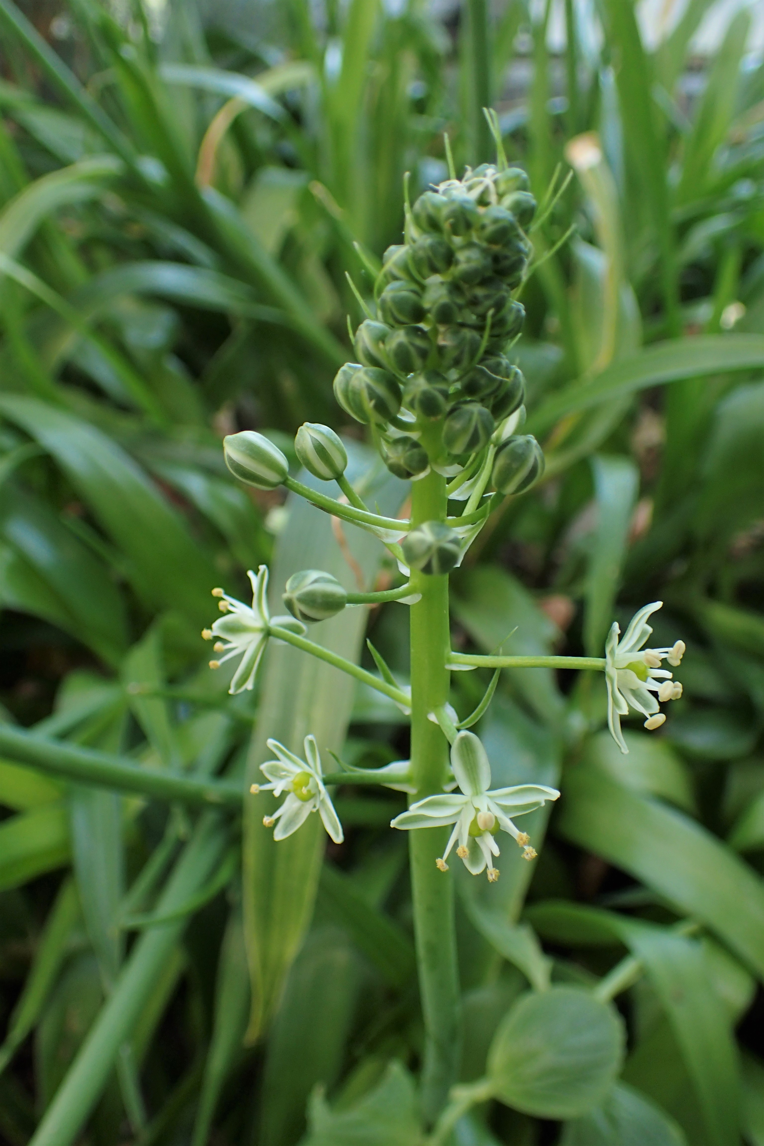Albuca bracteata - KnowYourWeeds