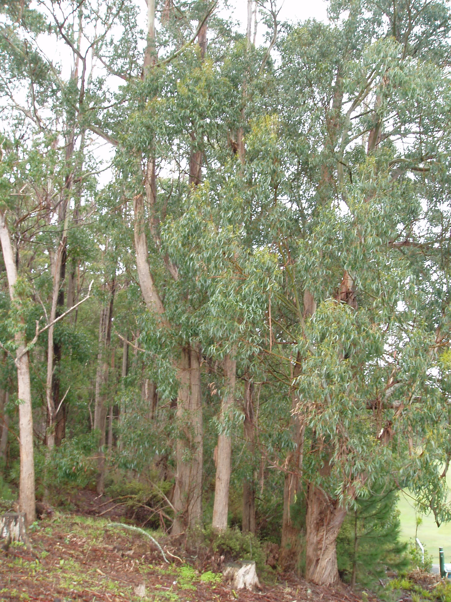 Eucalyptus fastigata - KnowYourWeeds