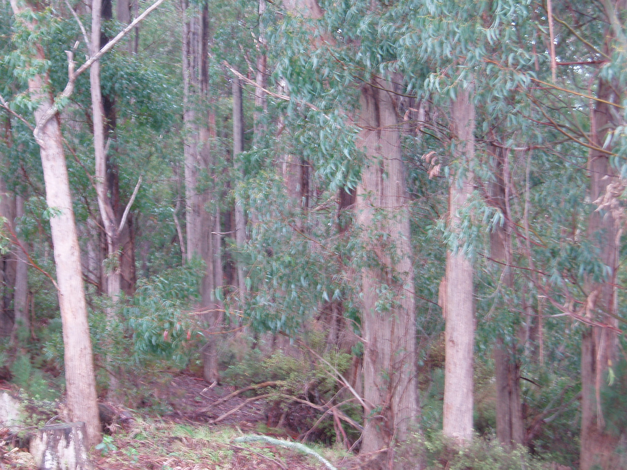 Eucalyptus fastigata - KnowYourWeeds