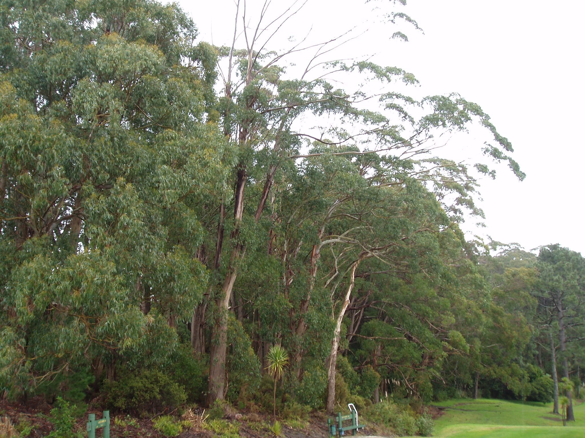 Eucalyptus fastigata - KnowYourWeeds