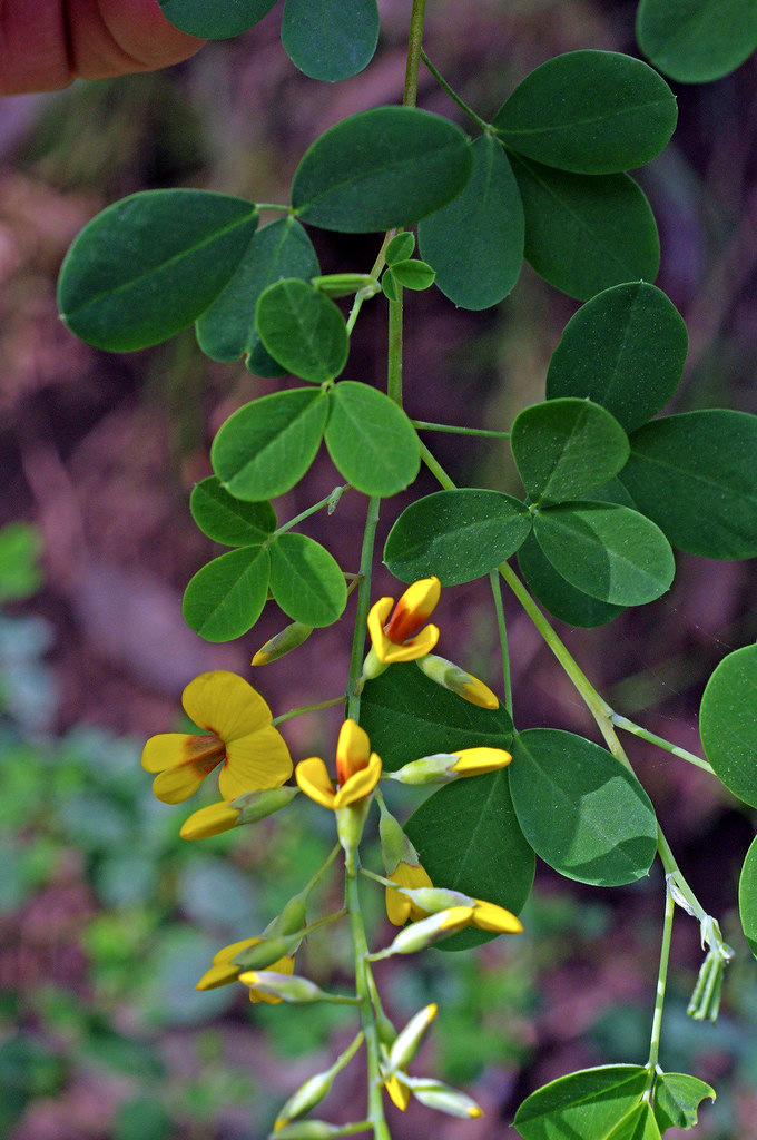 Goodia lotifolia - KnowYourWeeds