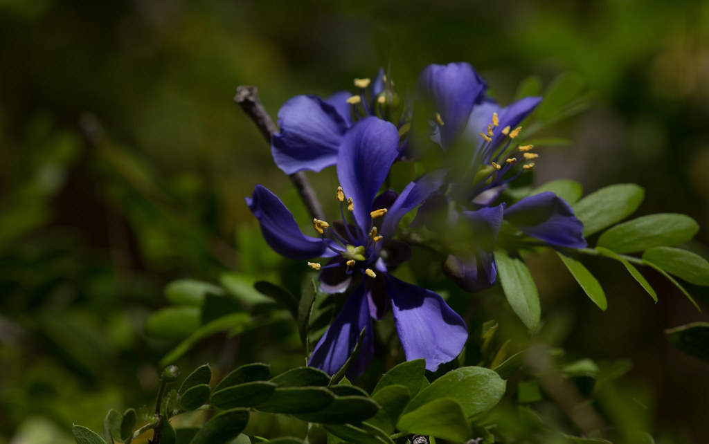 Porlieria angustifolia - KnowYourWeeds